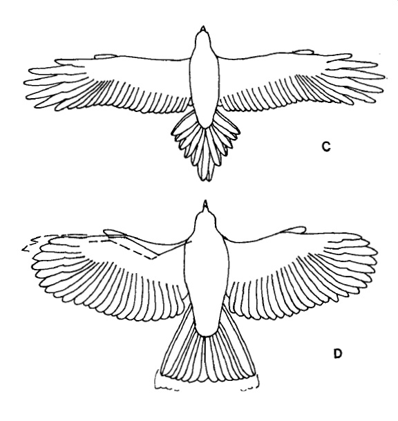 Haast Eagle Size Comparison