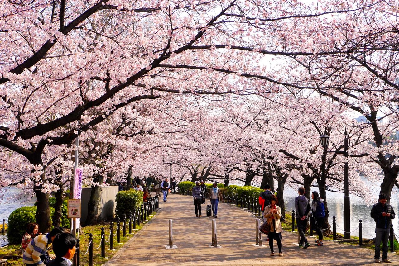 Hanami japonés y sus tipos de flores
