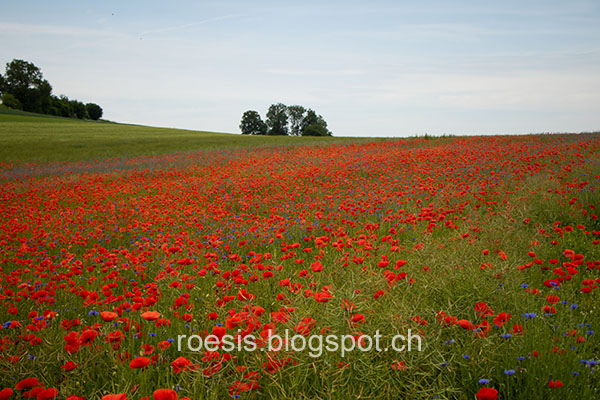 Wehender Mohn am Montag & ein Tipp zur Handyfotografie