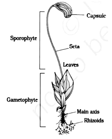Botanica: BRYOPHYTES AND PTERIDOPHYTES