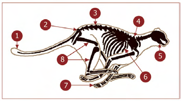 Cheetah Part I | P.R.R. LETTERS