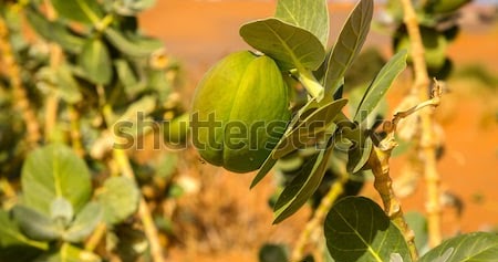 Benefits of Sodom Apple