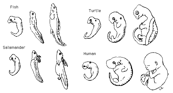 Jasmine's Biology Blog : Chapter 6 of "Your Inner Fish"