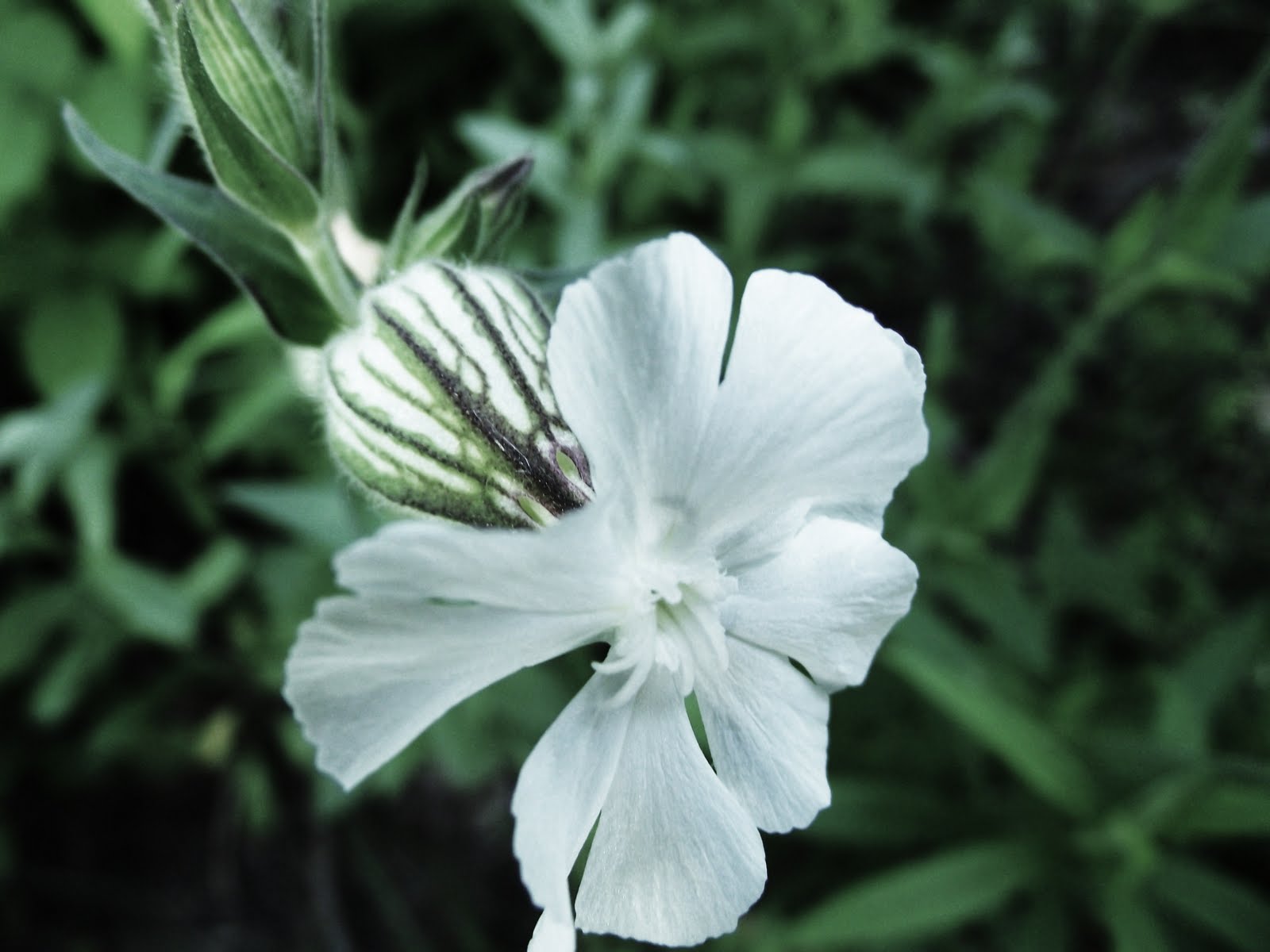 Ambiguous Photography: Nature Walk