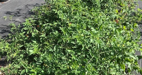 Vegetable and Fruit Gardening in SW Florida: Everglades Tomatoes