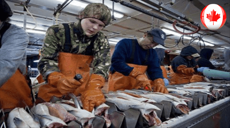 Fish Packer Need Workers Vancouver, BC, Canada - KipJob