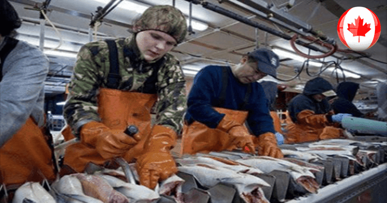 Fish Packer Need Workers Vancouver, BC, Canada - KipJob