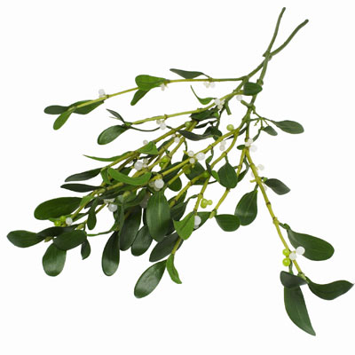 News Magazine: christmas mistletoe