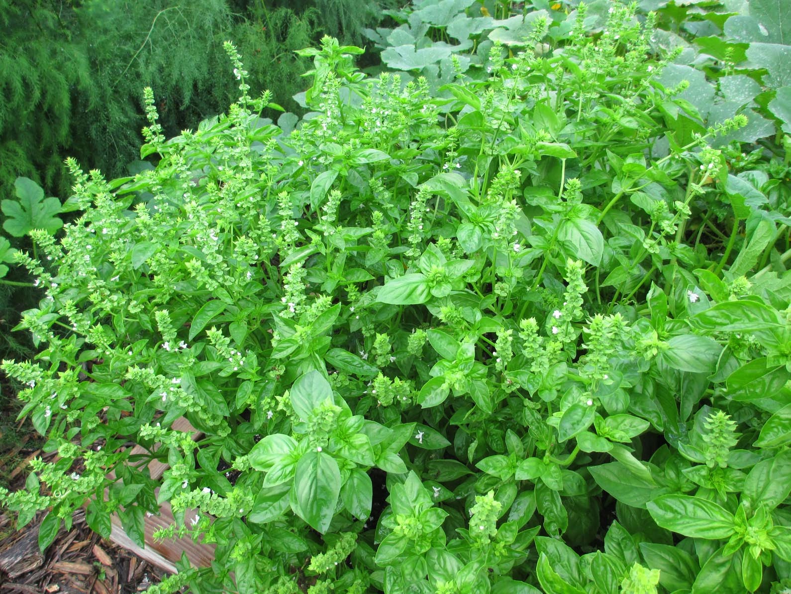 Garden Fancy: Harvesting the Basil for Delicious Pesto