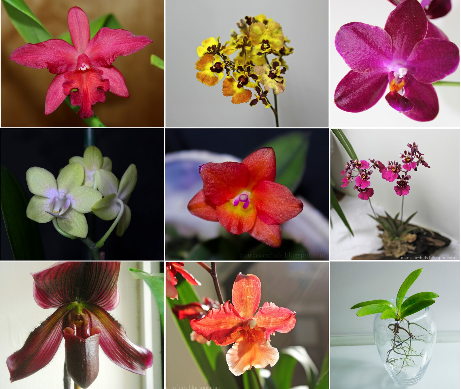 Maria's Orchids: One Year Orchid Anniversary