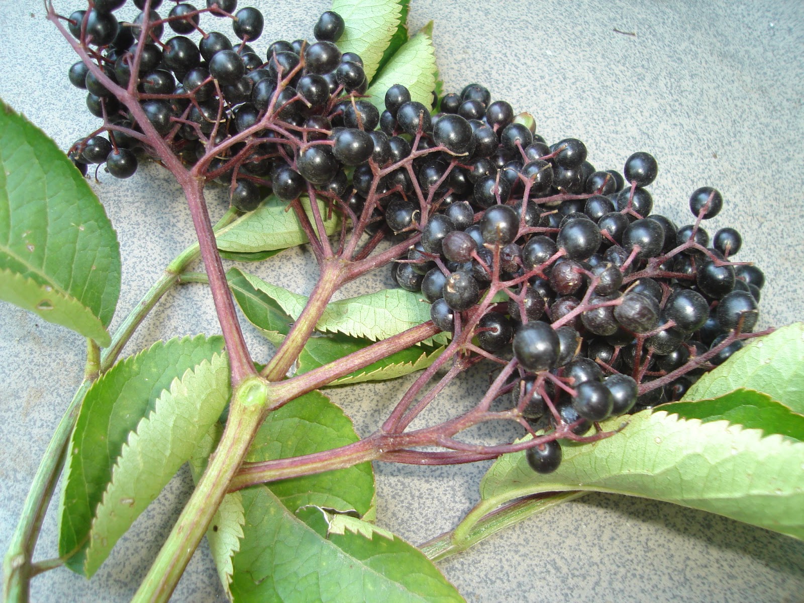 Monya`s ... !!!: Fructele de soc