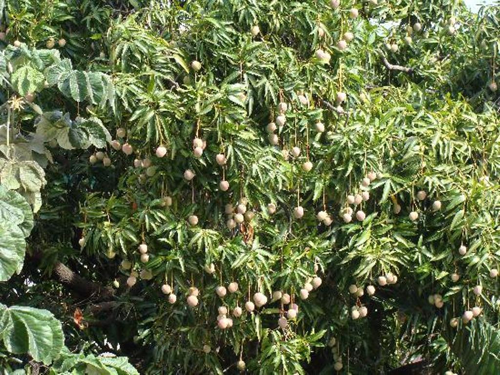 ACARIGUA en BIOGRAFÍAS: LA HISTORIA DEL MANGO EN VENEZUELA