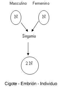 Educacion Primaria 2015: TRES FORMAS de Reproduccion Sexual