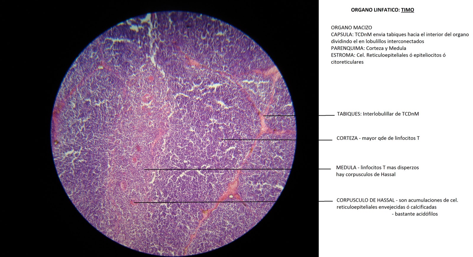 Plantão Médico: HISTOLOGÍA - Preparados de organos linfáticos