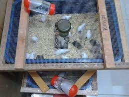 Cara Beternak Tikus Putih Yang Menguntungkan Terlengkap | DUNIA,SATWA,PIAK