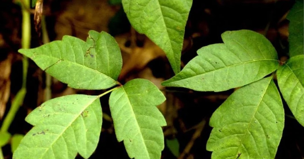 The Sparks ExBEERience: Systemic poison ivy - an itchy experience!