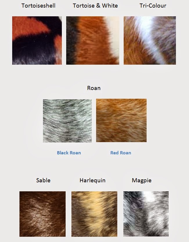 My Cavy Kingdom: Cavy Colours