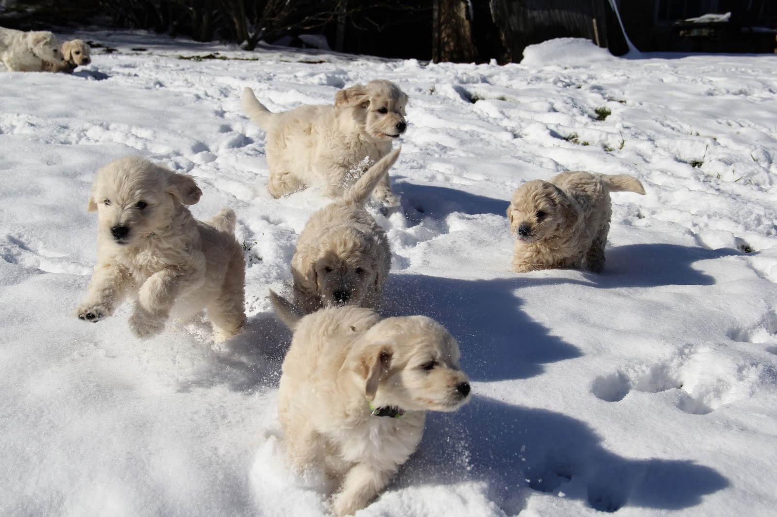 Yesteryear Acres - Doodle Days : Snow Puppies!