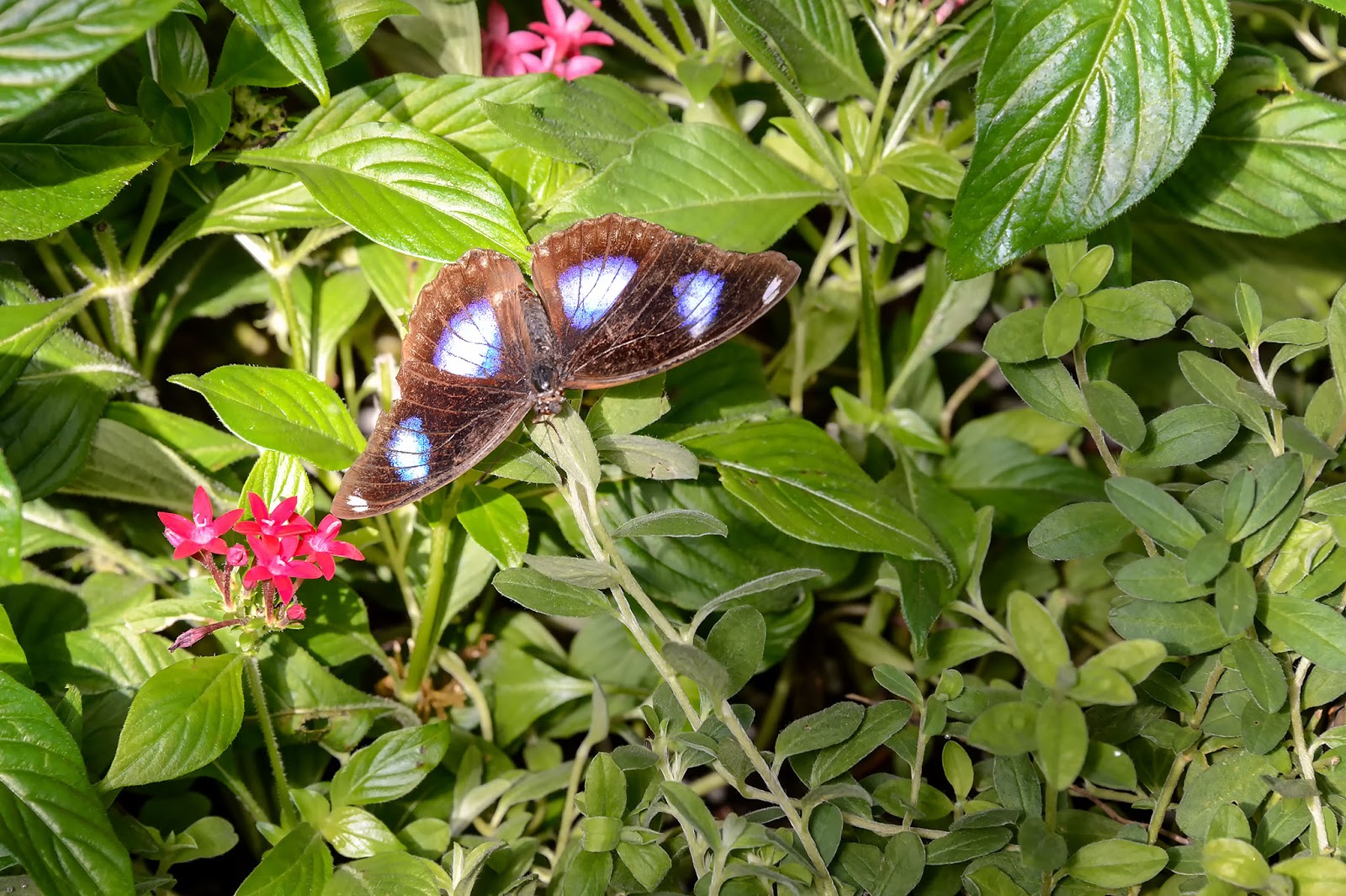 Bubba's Garage: The Key West Butterfly and Nature Conservatory, Key ...