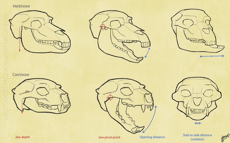 Anthro Anatomica: Head shapes