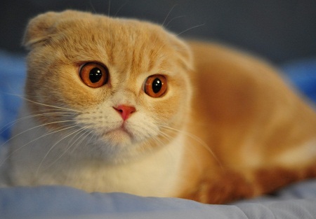 My Blogger: Kucing Kucing Cantik Dan Lucu