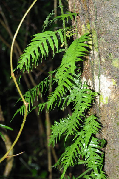 A Wandering Naturalist: Australia: Binna Burra