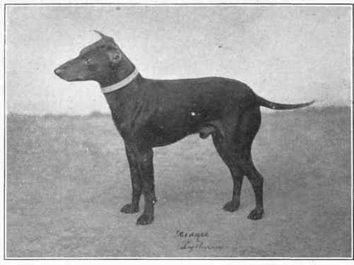 MorsoRosso: STORIA & STANDARD - BULL TERRIER