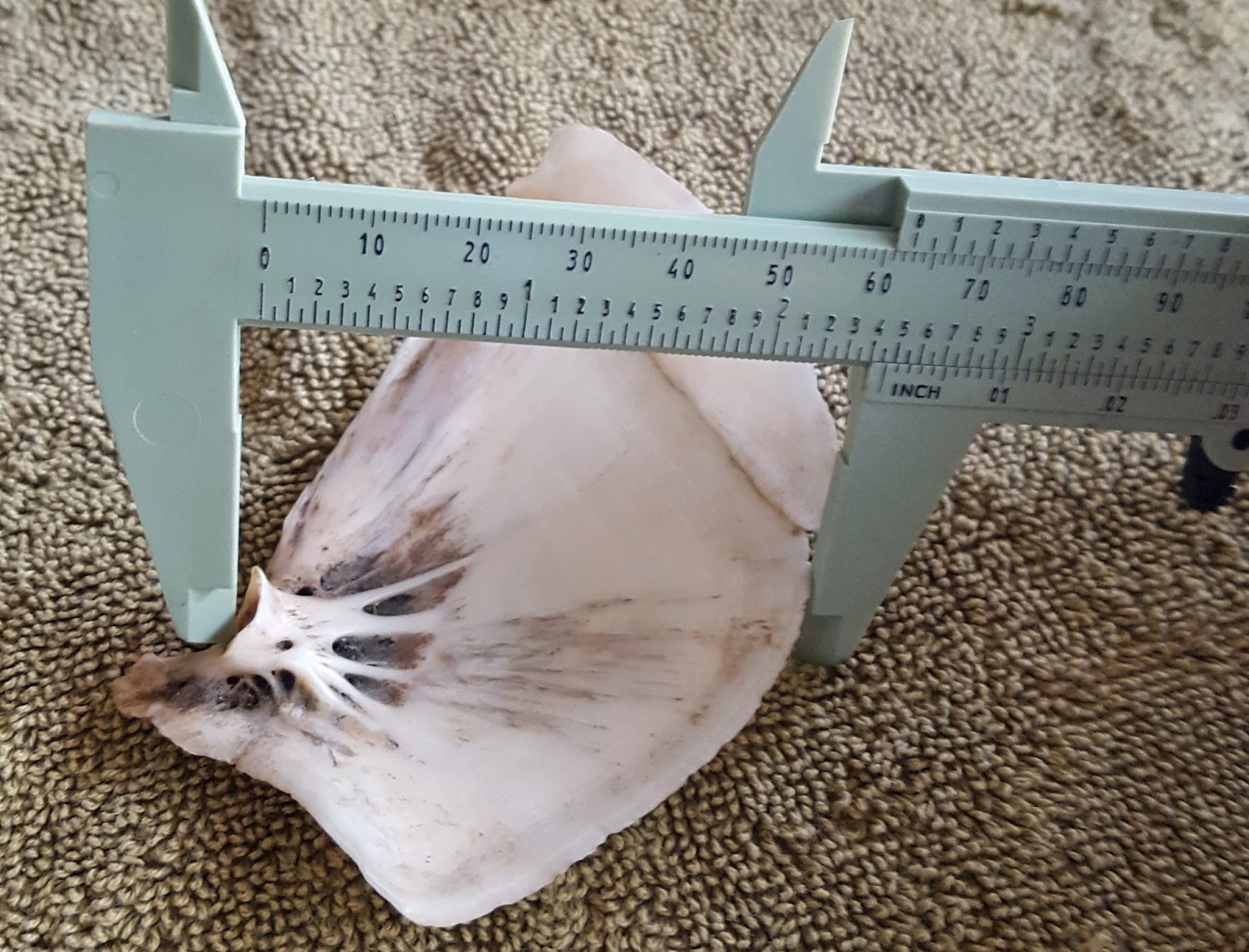 Raptor Resource Project Blog: What's on the menu at Fort St. Vrain? An ...