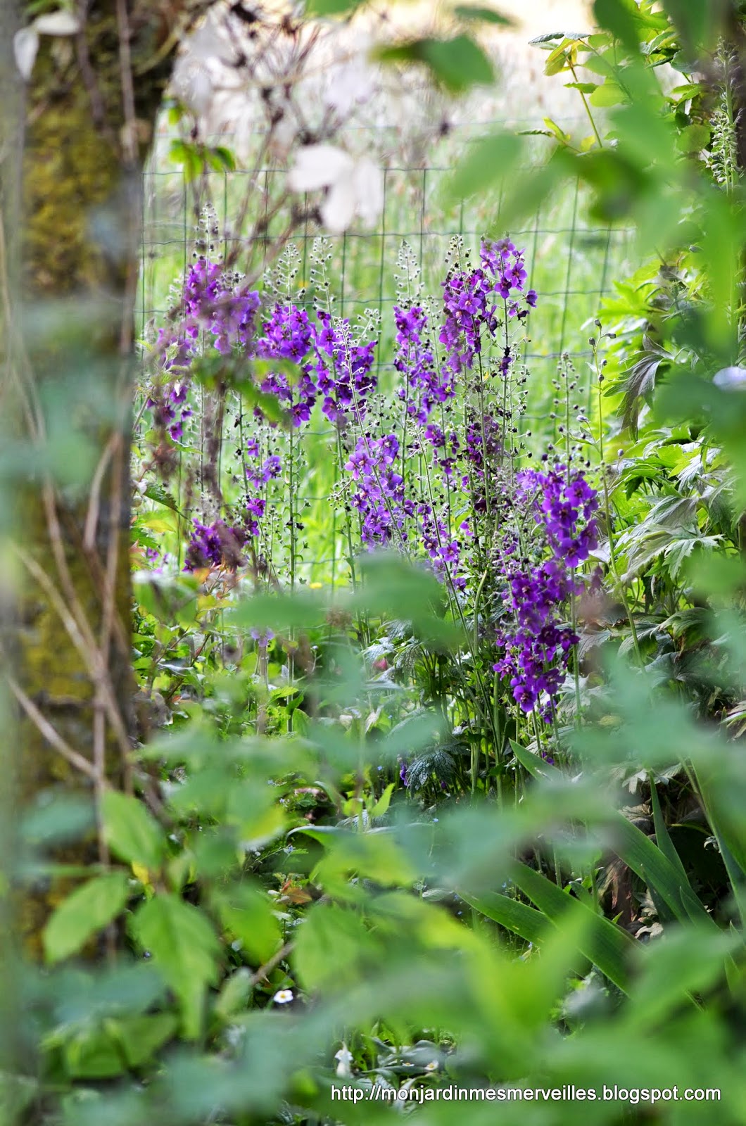 Mon Jardin Mes Merveilles: Mauve comme... une forêt Violette
