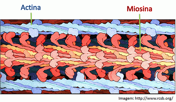 Resumos de Biologia: Tecidos Musculares