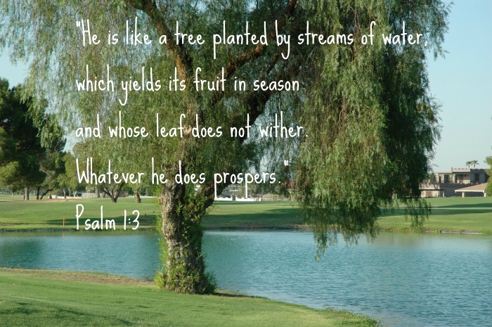 Heart Choices: WFW ~ Where Are You Planted?