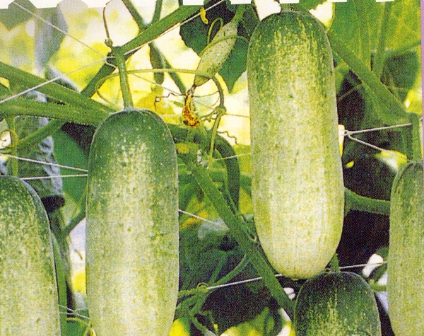 Gaya Terbaru 21+ Gambar Timun