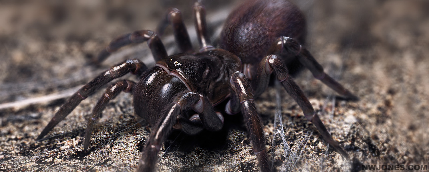 Nathan Jones - Digital Artist Blog: Look Development: Funnel Web Spider