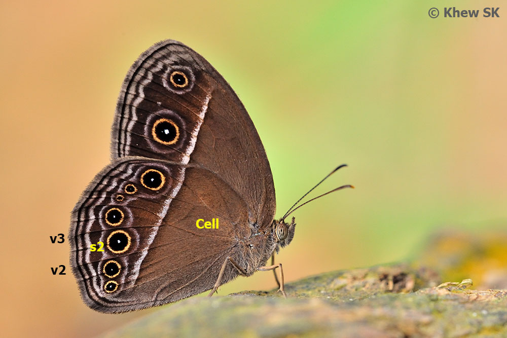 Butterflies of Singapore: Butterfly Anatomy : Part 2