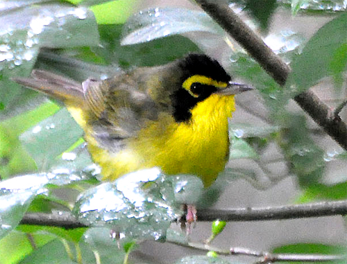 Bellas Aves de El Salvador: Geothlypis formosa ( chipe cachete negro o ...