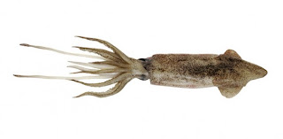 Squid Tame Tumors ~ NATURAL HEALTHY