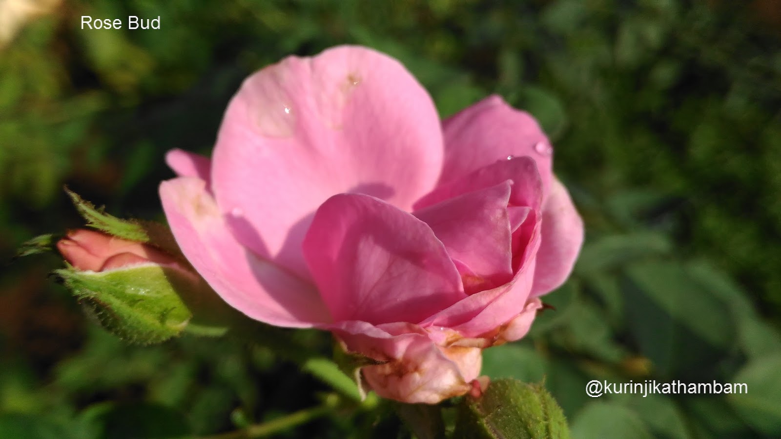 Flowers from My Cam: 12. Paneer Rose Bud / Baby Pink Rose Bud ~ Kurinji ...