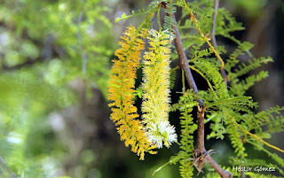 Prosopis Alba