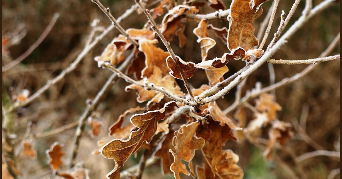 The Cloistered Heart: Revisiting My Dry Garden