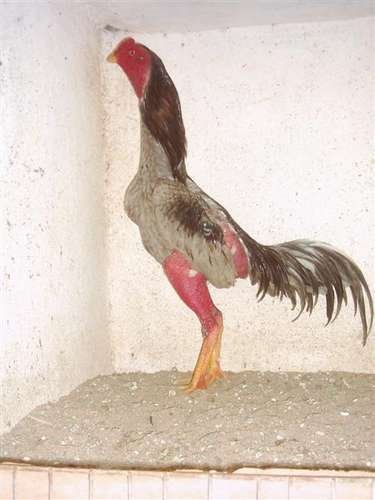 Hobi Ayam Tangkas: ayam brazilian ayam adu hybrid dari kampung maradona
