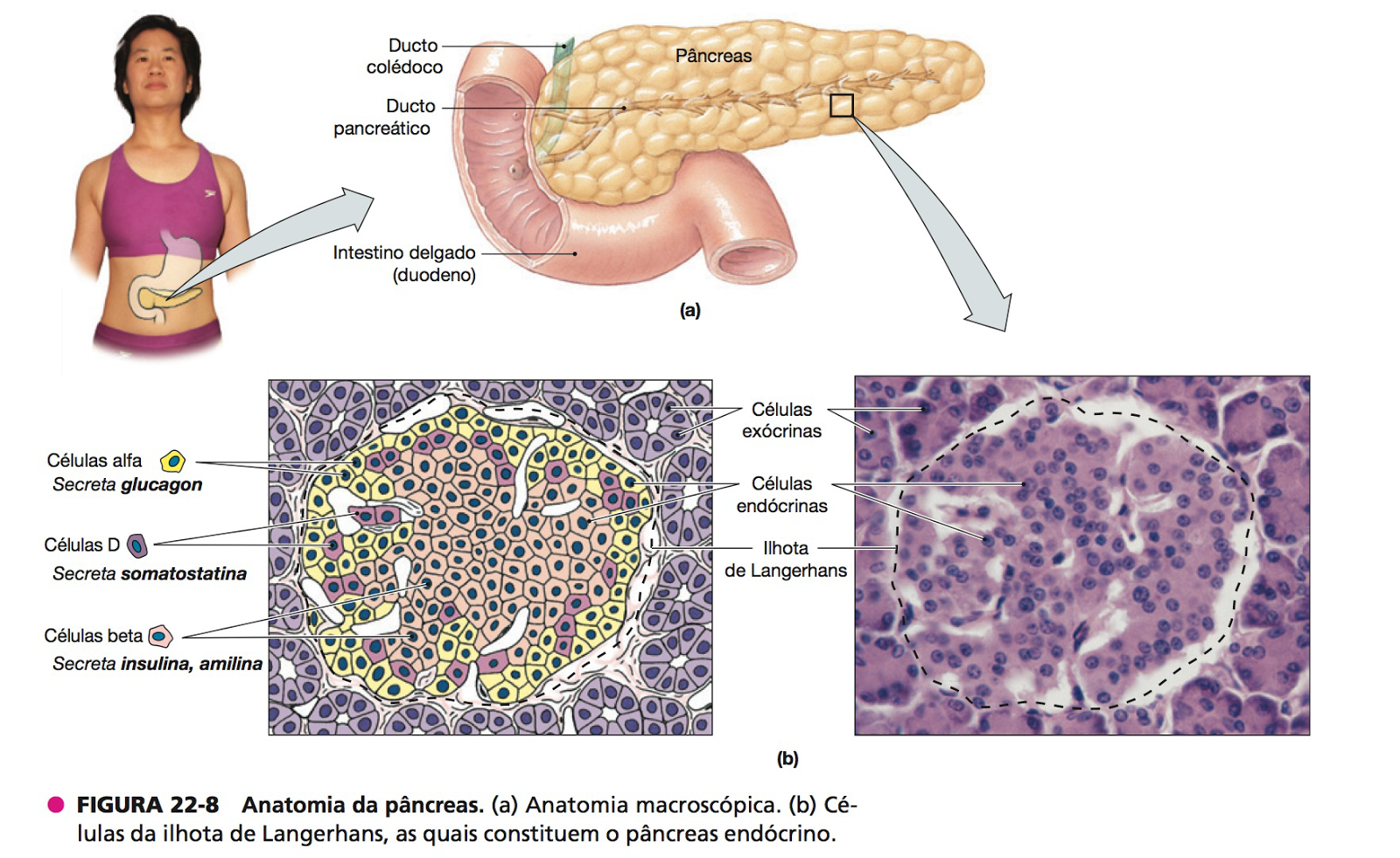 Anatomia do pâncreas
