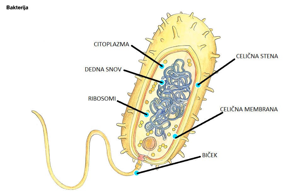 celica: Zgradba celice