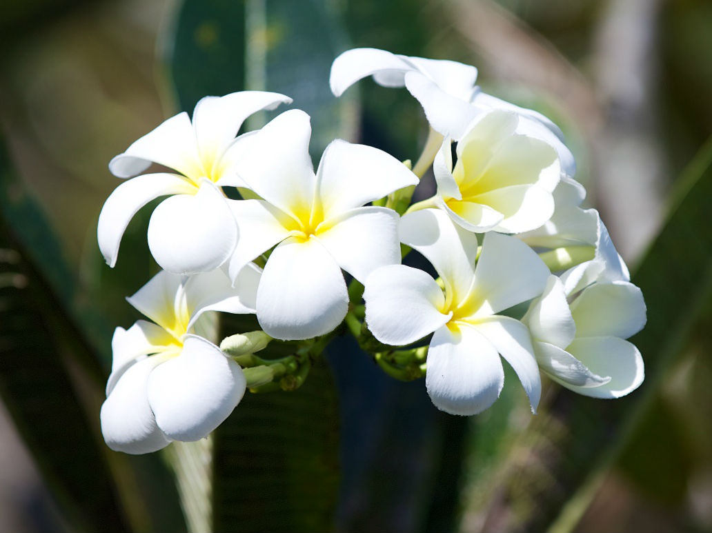 A image of blossomed bunch of araliya flowers. - Free download photos ...