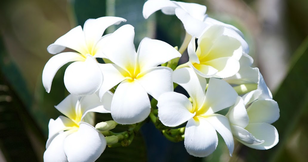 A image of blossomed bunch of araliya flowers. - Free download photos ...