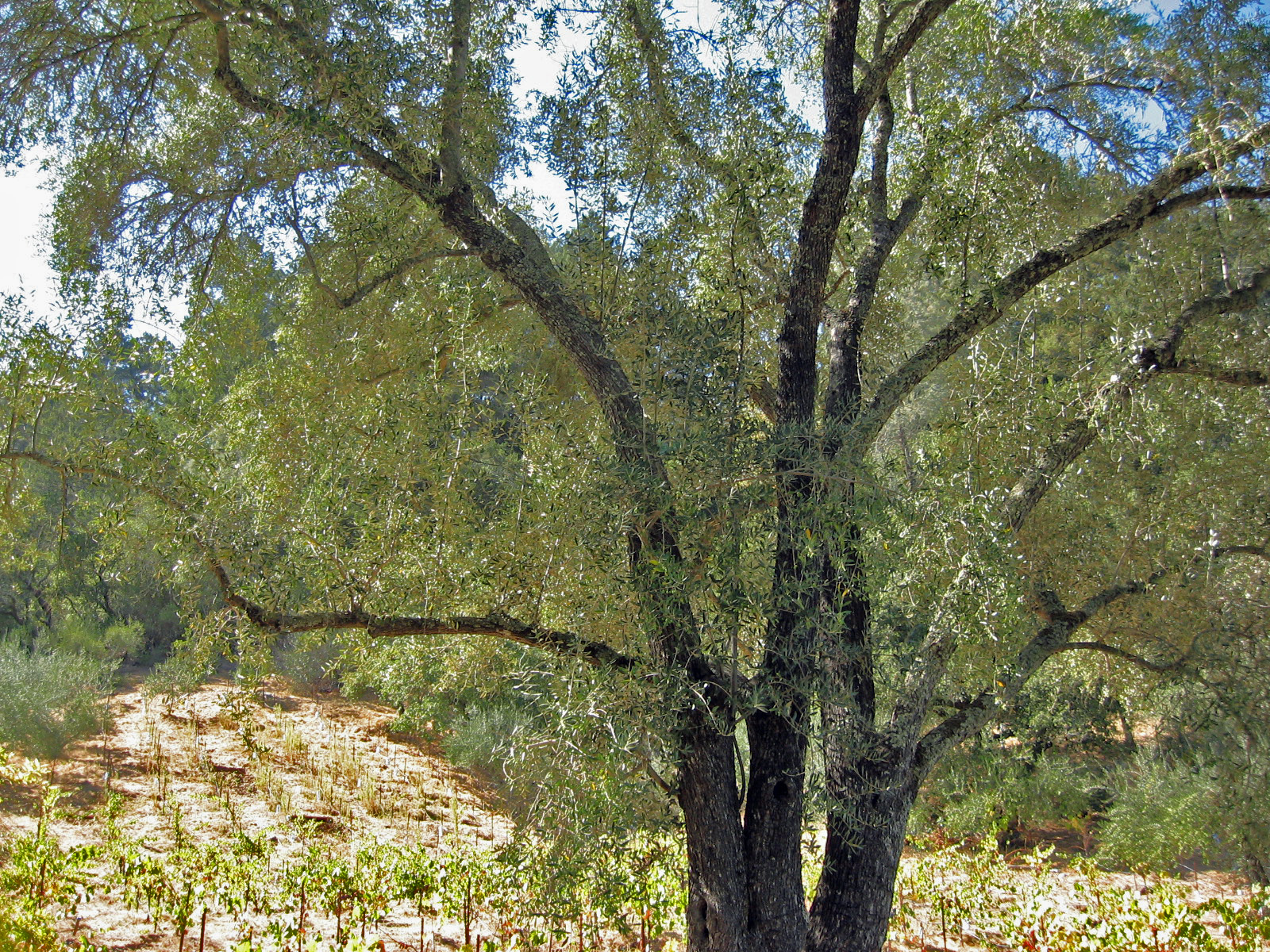 Bach to Bacchus: Tres Sabores Winery