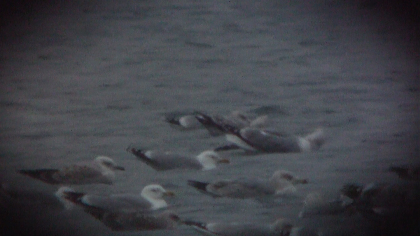 Zac Hinchcliffe's Birding Blog: Casp(s???) - Hoveringham Lake, Notts ...