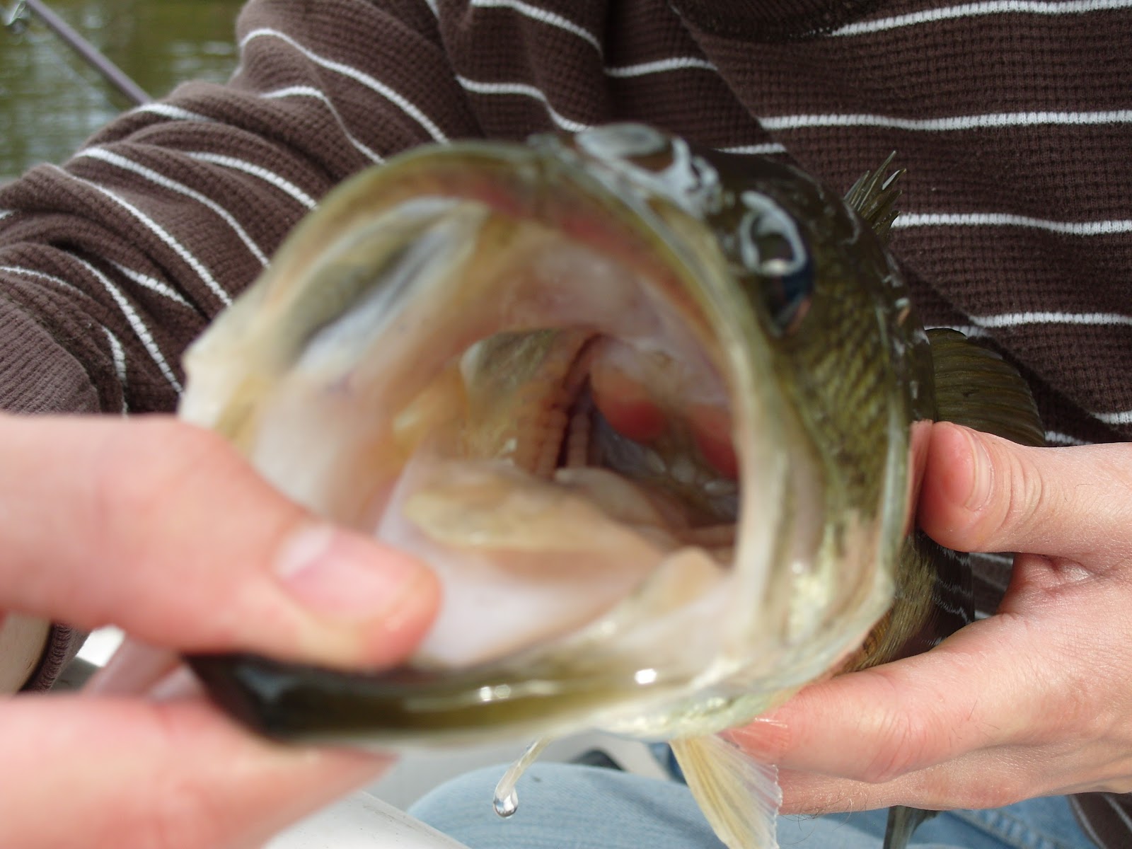 Mangler Lure 4'' Swimbait Review - Hunting the River King