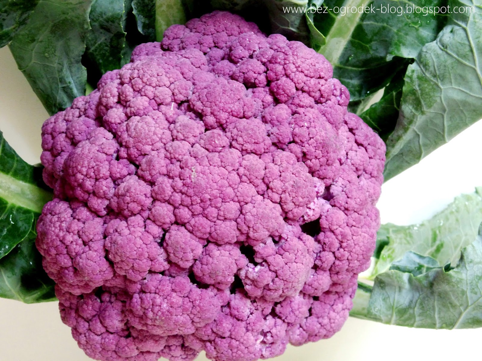 20 fioletowych warzyw - najlepsze odmiany | BEZ OGRÓDEK | blog ogrodniczy