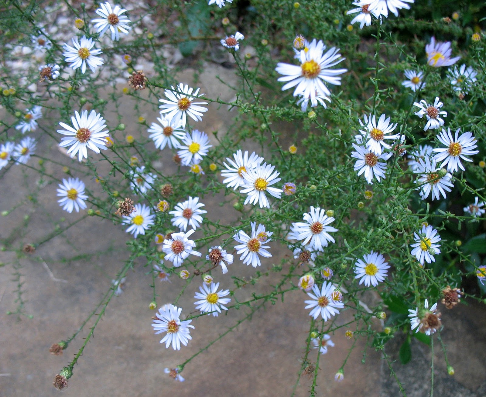 Using Georgia Native Plants: Asters, Asters, Asters