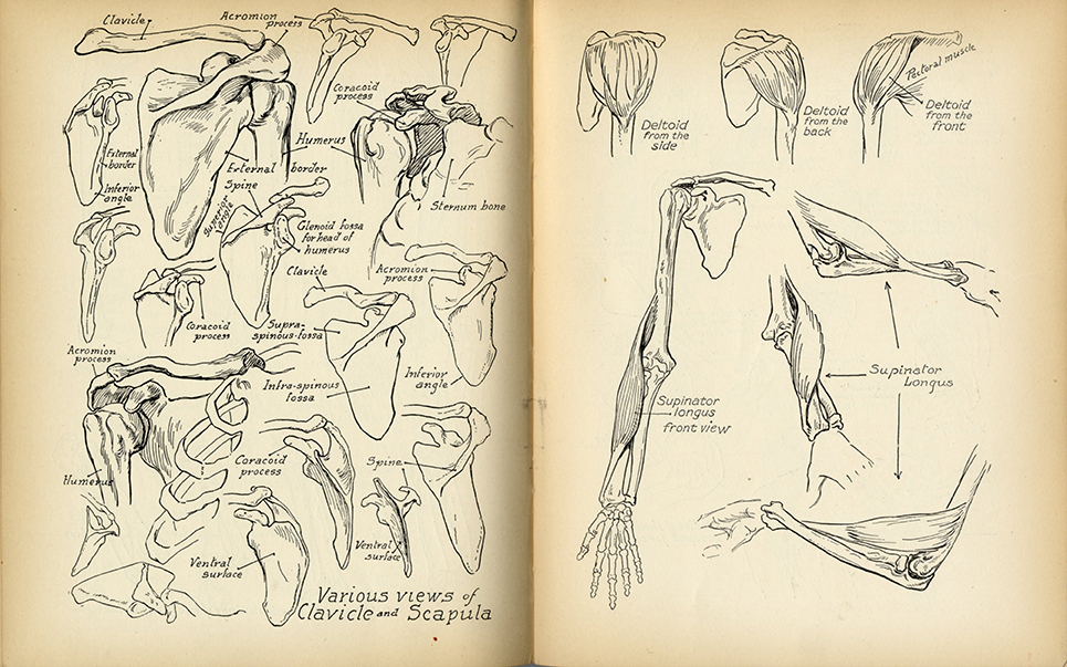 Research of Artistic Anatomy: Victor Perard “ANATOMY AND DRAWING” 1928